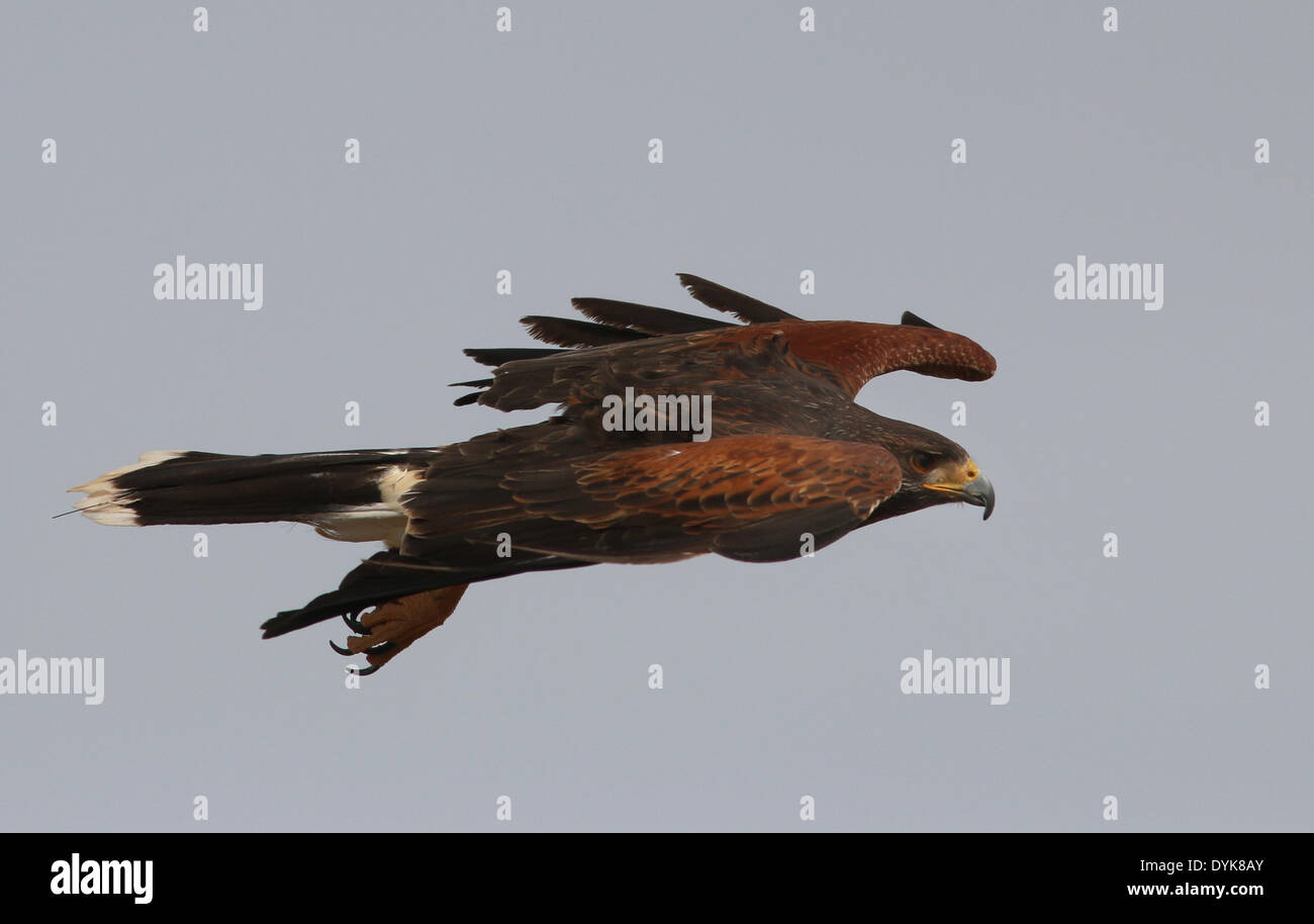 Harris hawk desert hi-res stock photography and images - Alamy