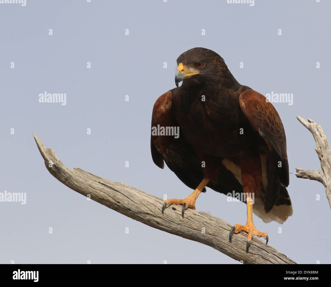 Harris hawk cactus hi-res stock photography and images - Alamy