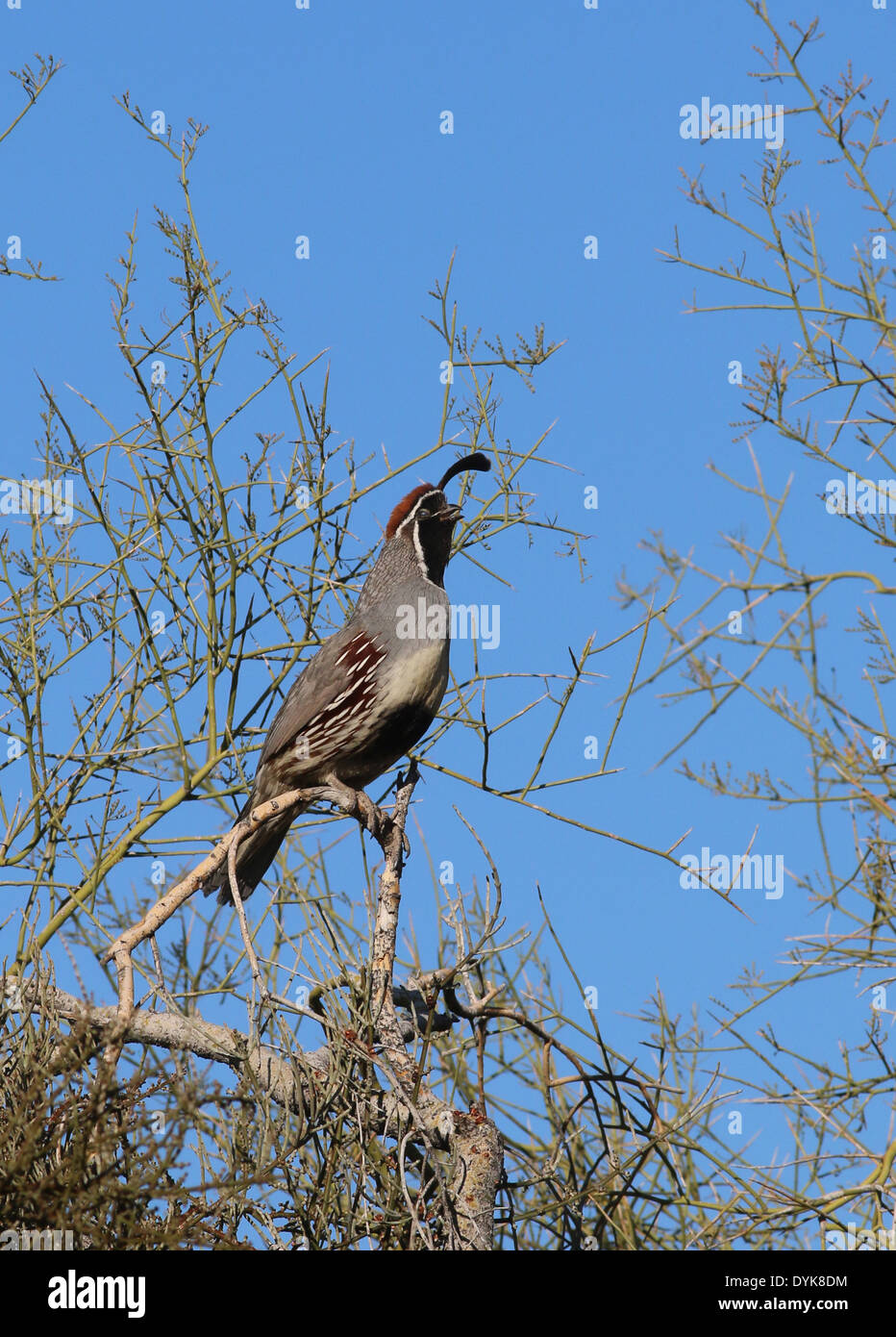 Gambel's quail sonora desert hi-res stock photography and images - Alamy