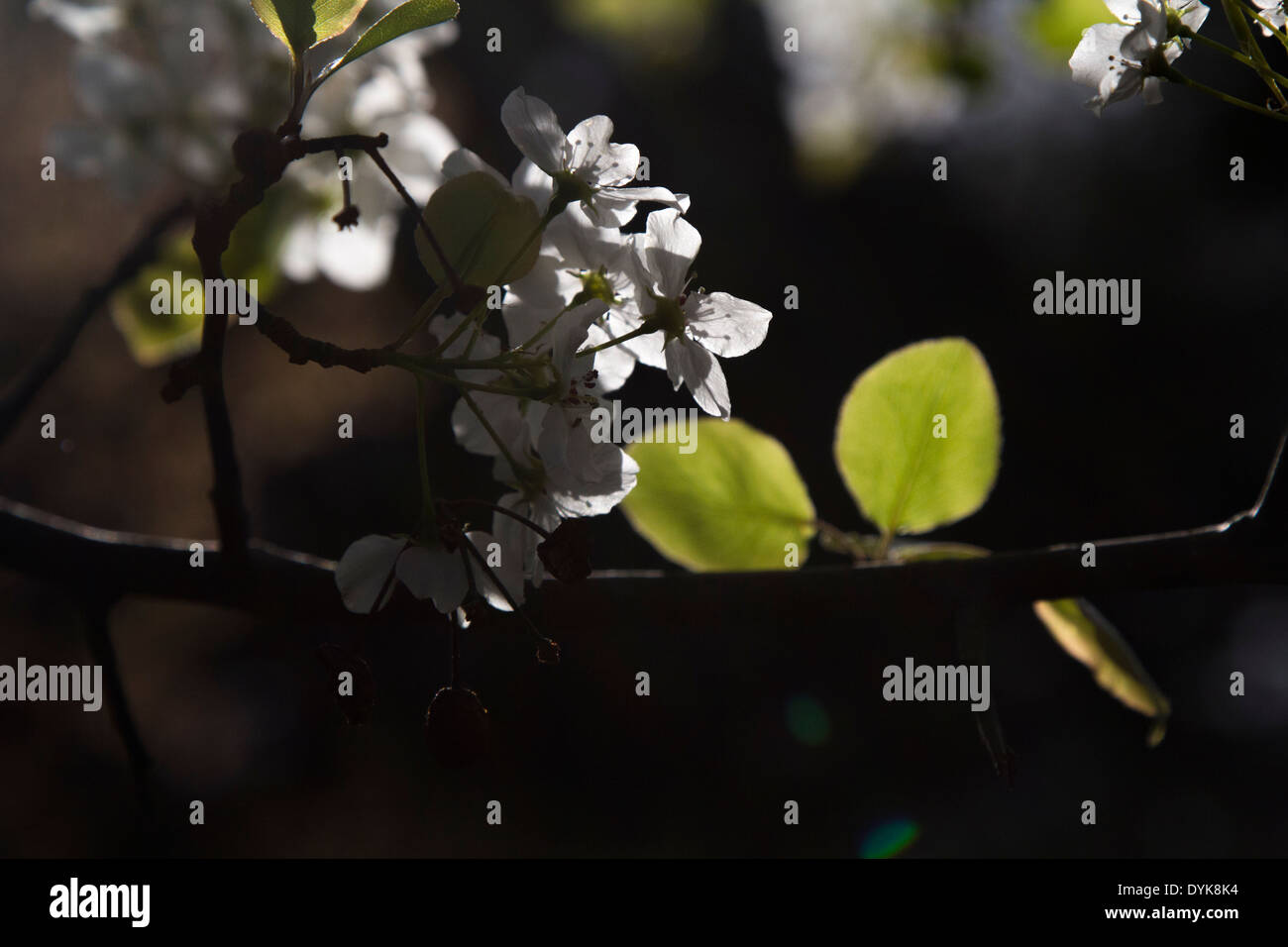 Ornamental pear tree hi-res stock photography and images - Alamy