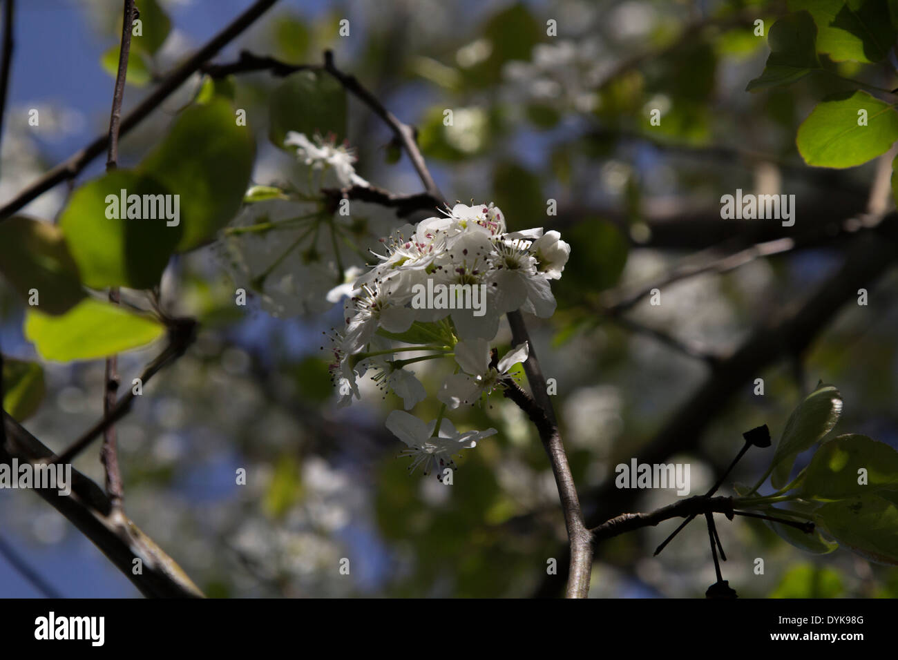 Light shines on petals of a Chinese ornamental pear tree Stock Photo ...