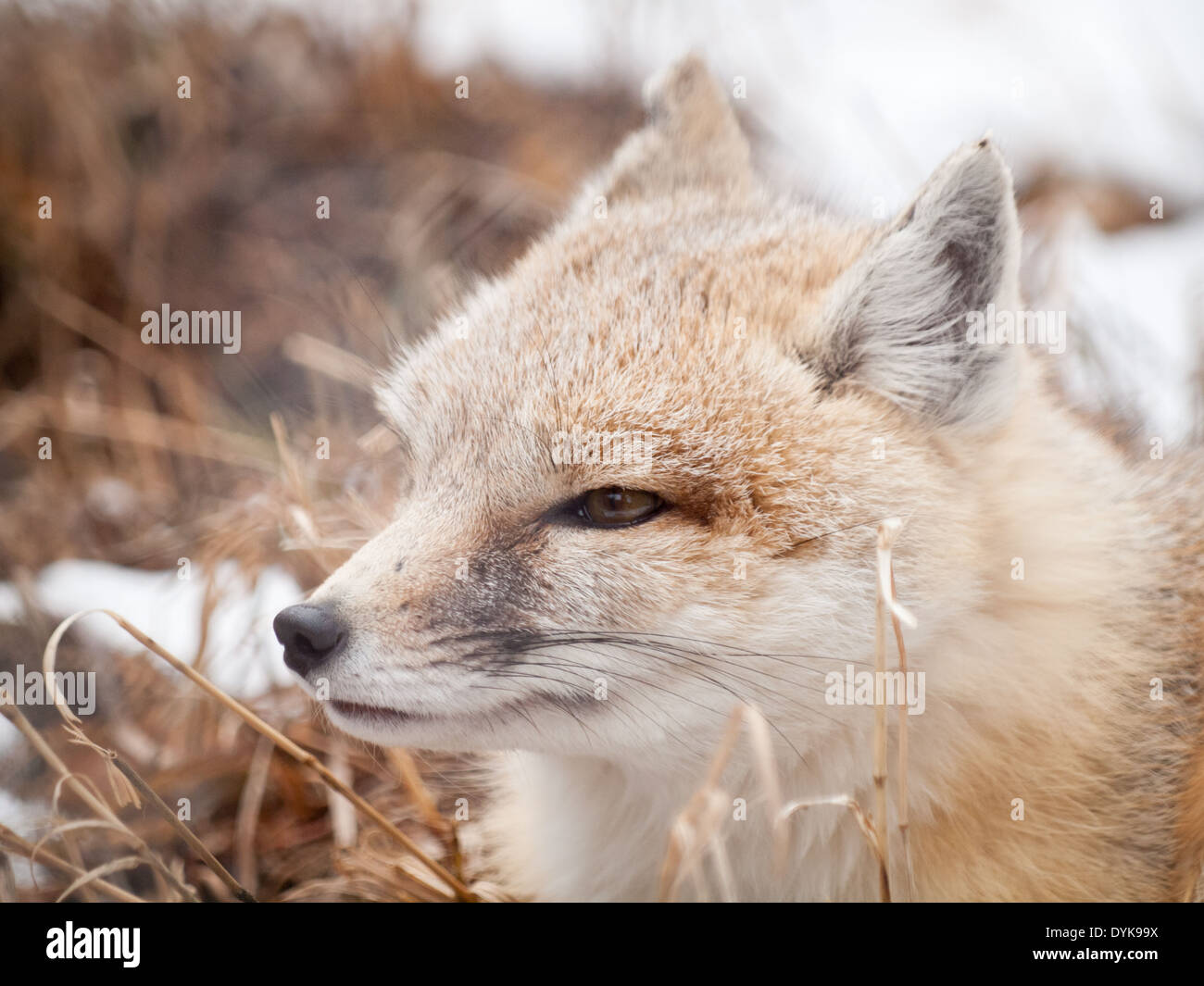 A beautiful Swift Fox (Vulpes velox Stock Photo - Alamy