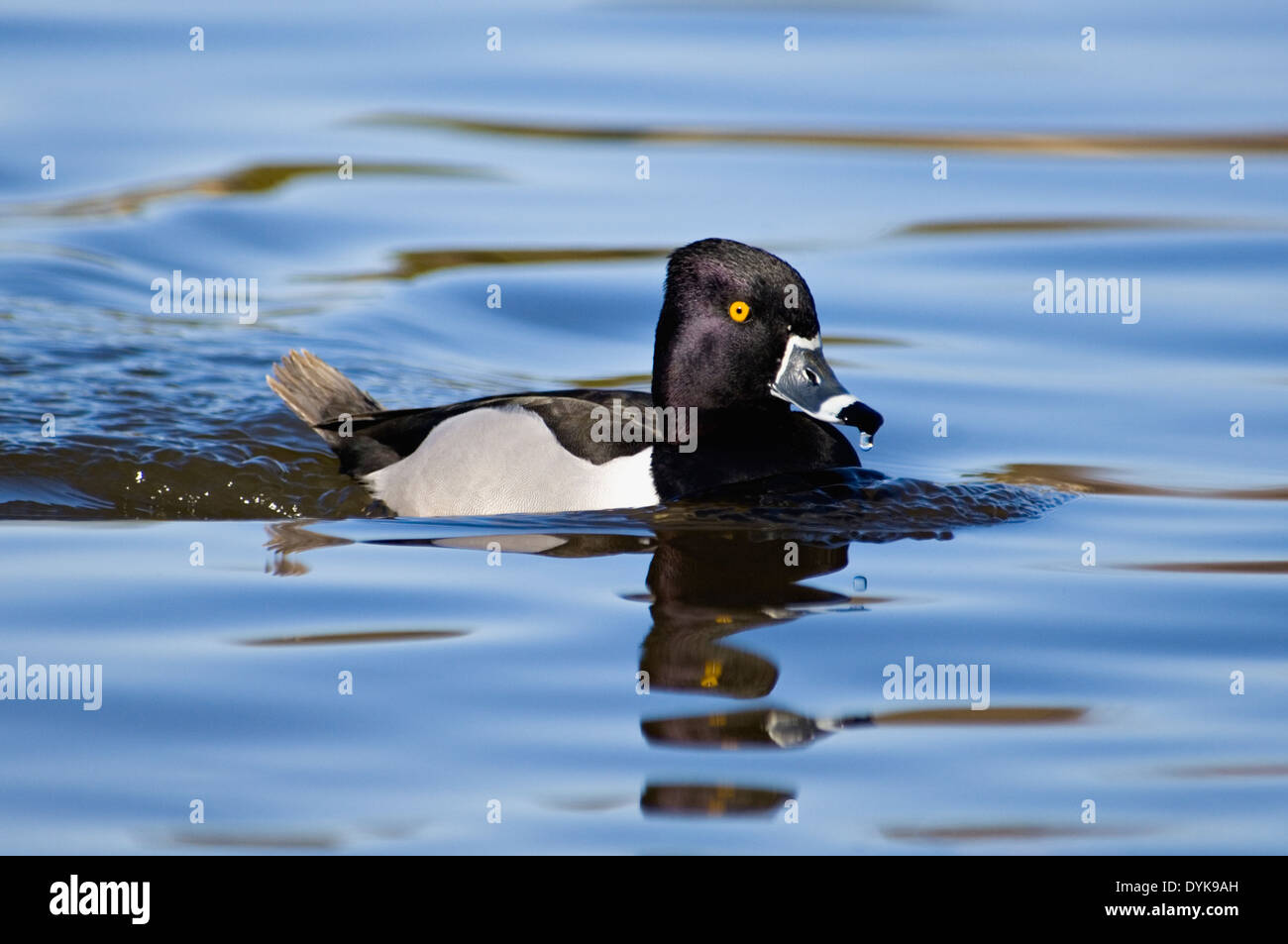 Ring neck duck hi-res stock photography and images - Alamy