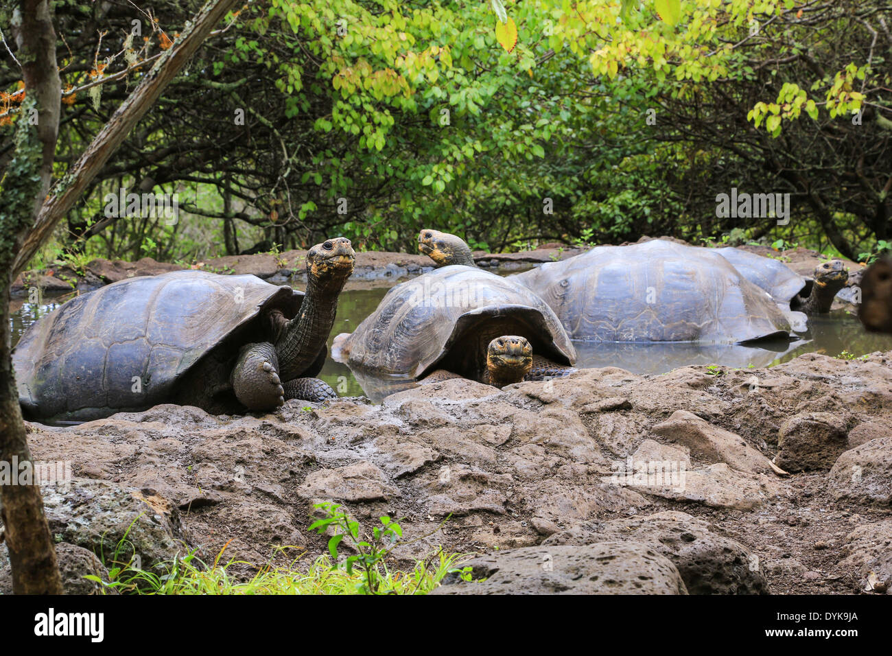A group of four Galapagos tortoises at the breeding station on San ...
