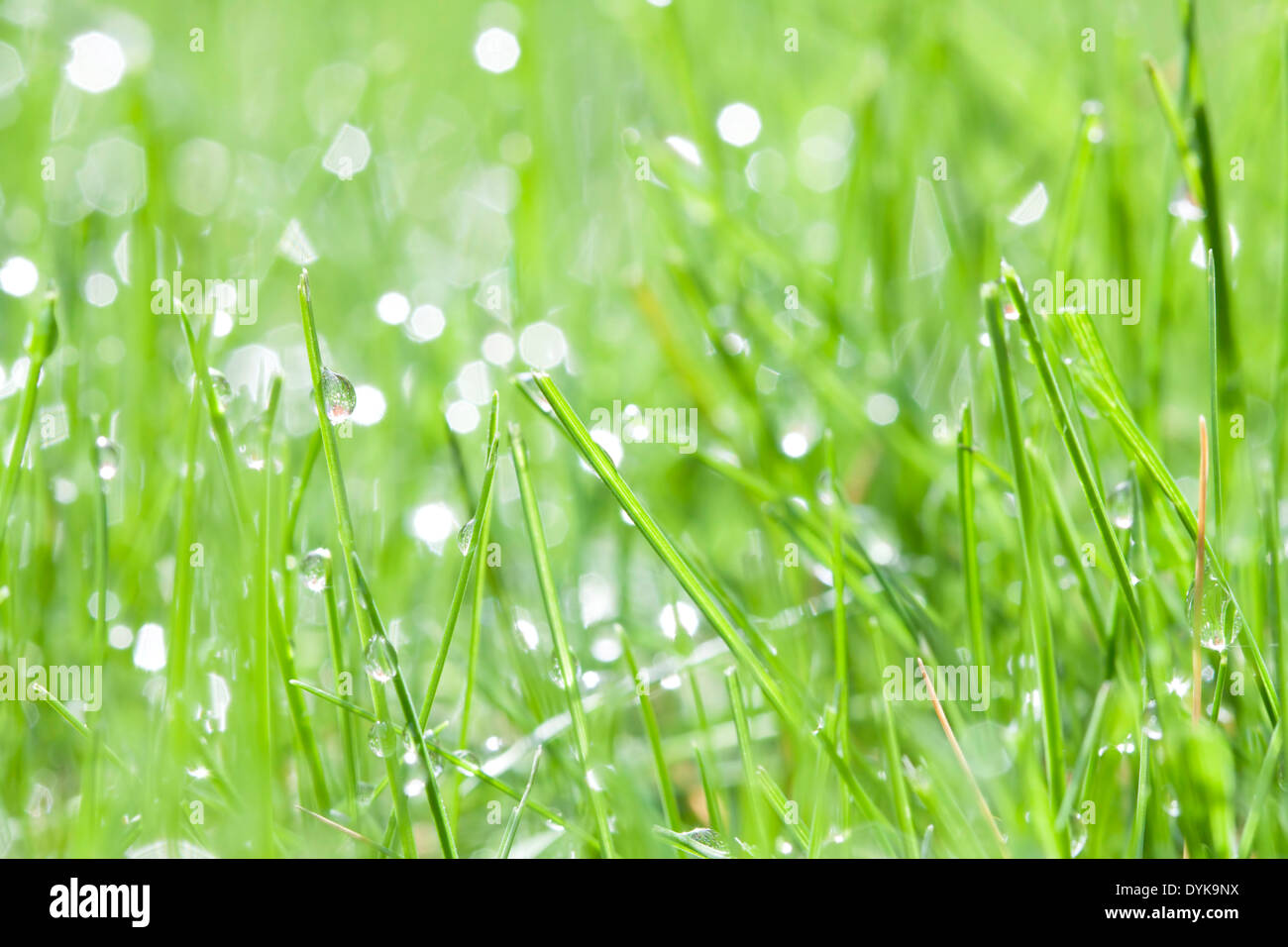 Abstract spring background of green grass with water drops Stock Photo ...