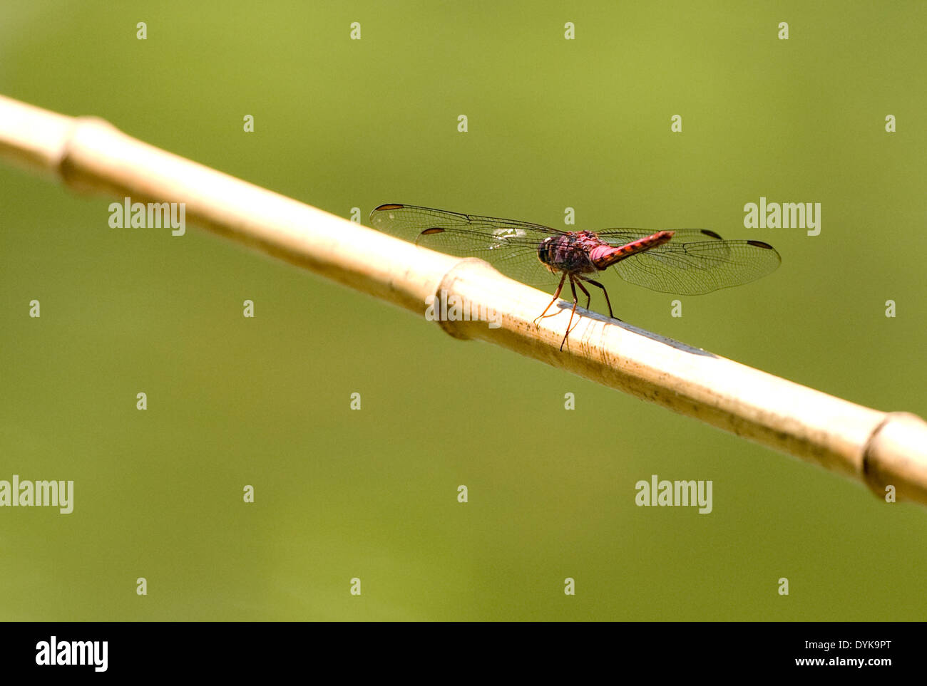 a dragon fly, Brazil Stock Photo - Alamy