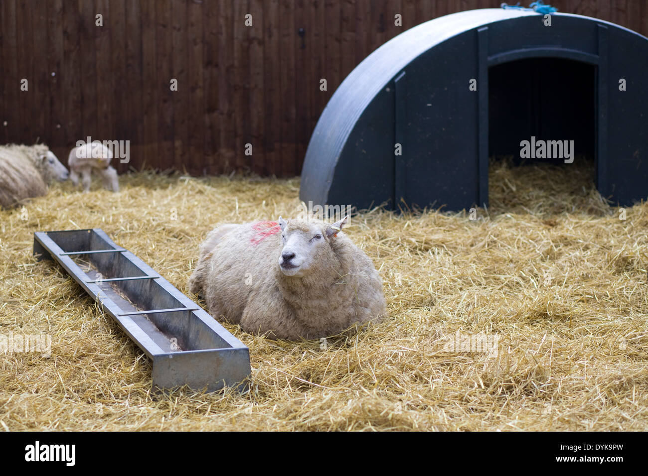 Mother sheep waiting to give birth in a breeding Pen Stock Photo - Alamy