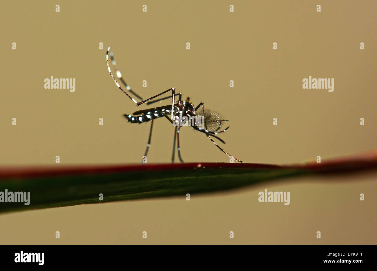 Tiger mosquito hi-res stock photography and images - Alamy
