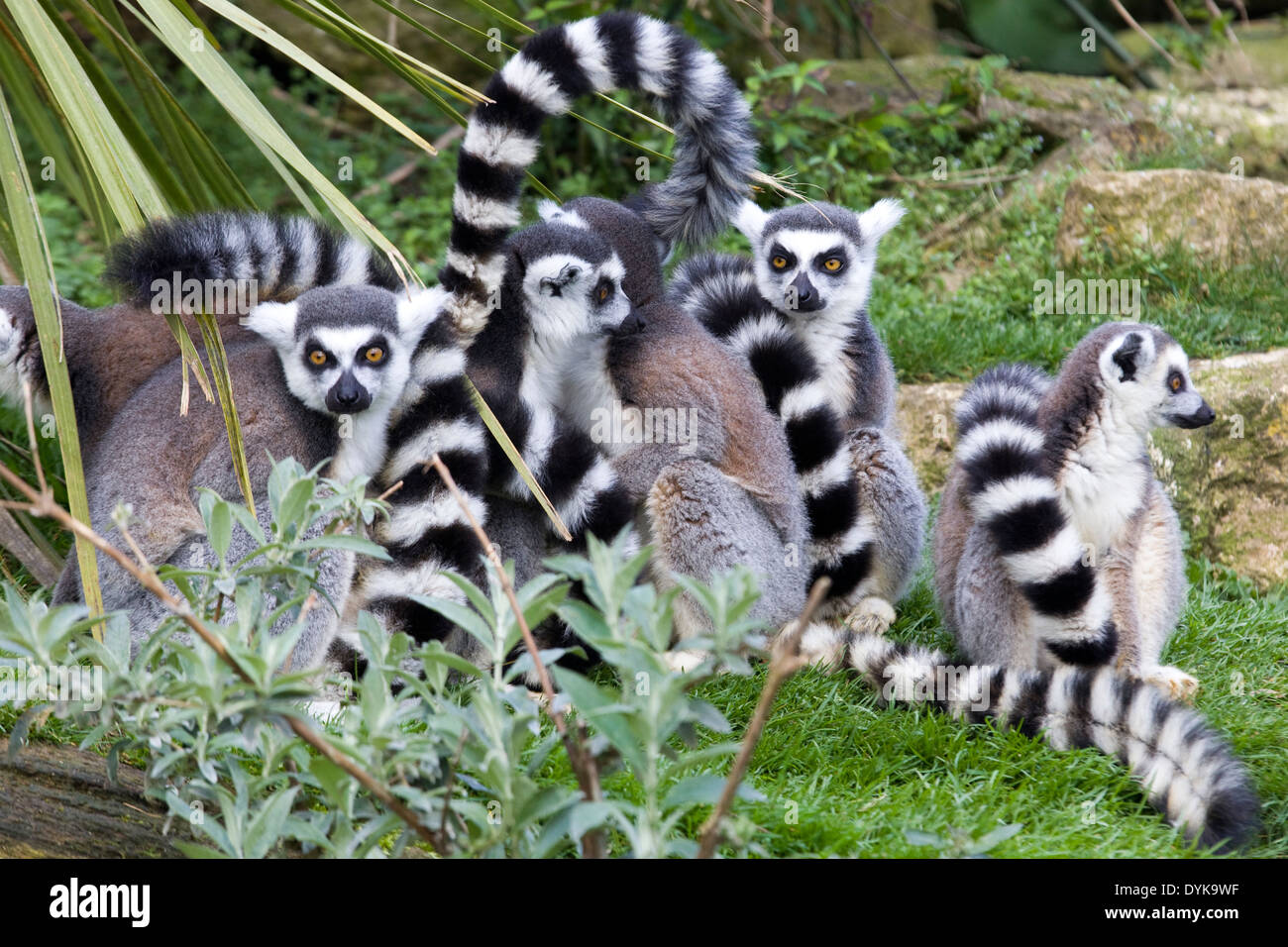 Ring tailed lemur troop hi-res stock photography and images - Alamy
