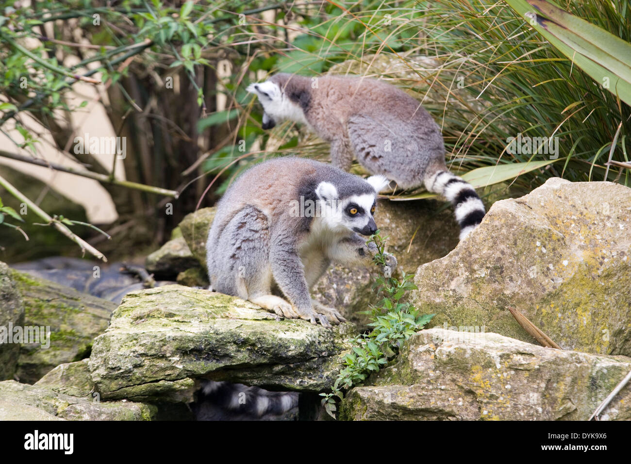 ring tailed lemurs Stock Photo - Alamy