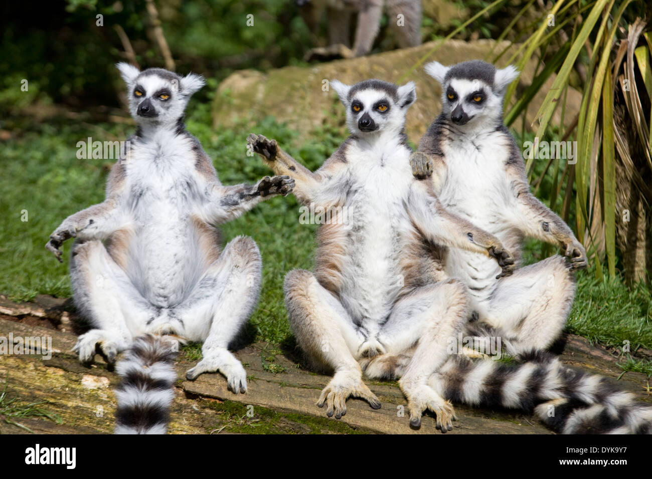 ring tailed lemurs Stock Photo - Alamy