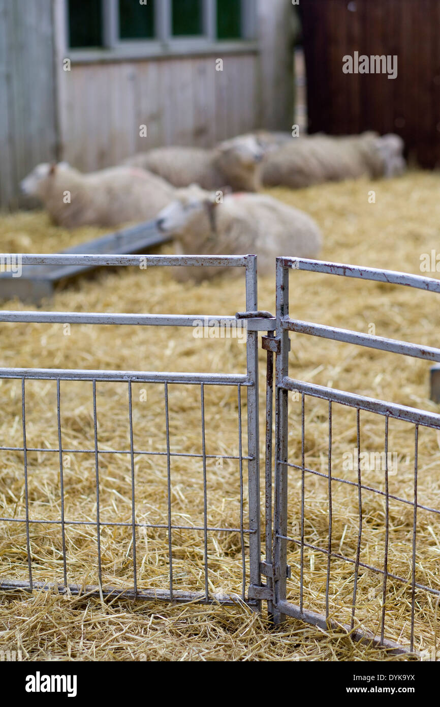 Gates securing ewes and Lambs during lambing season Stock Photo - Alamy
