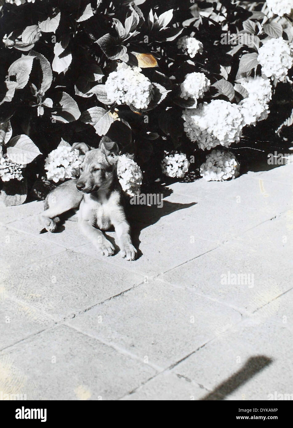 This photograph features the 125th Liaison Squadron, an important unit ...