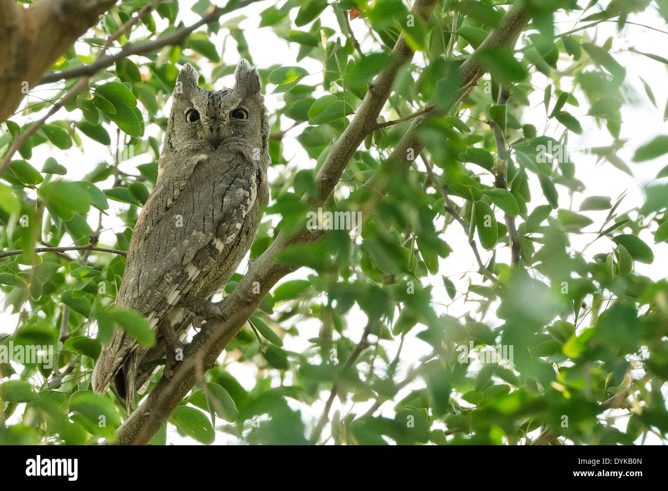 Pallid Scops Owl (Otus brucei) at Little Rann of Kutch , wild ass ...