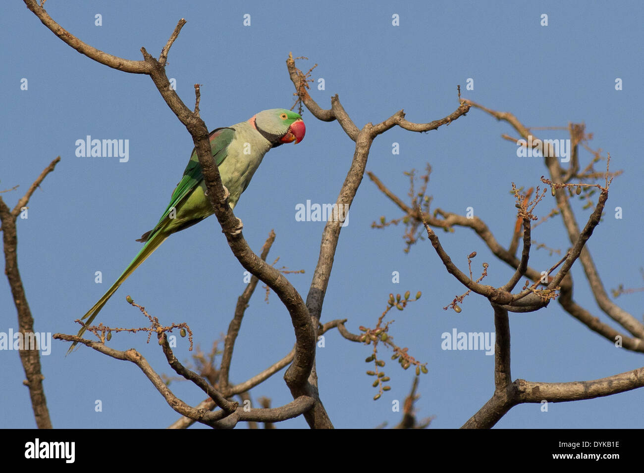 Alexandrian parrot hi-res stock photography and images - Alamy