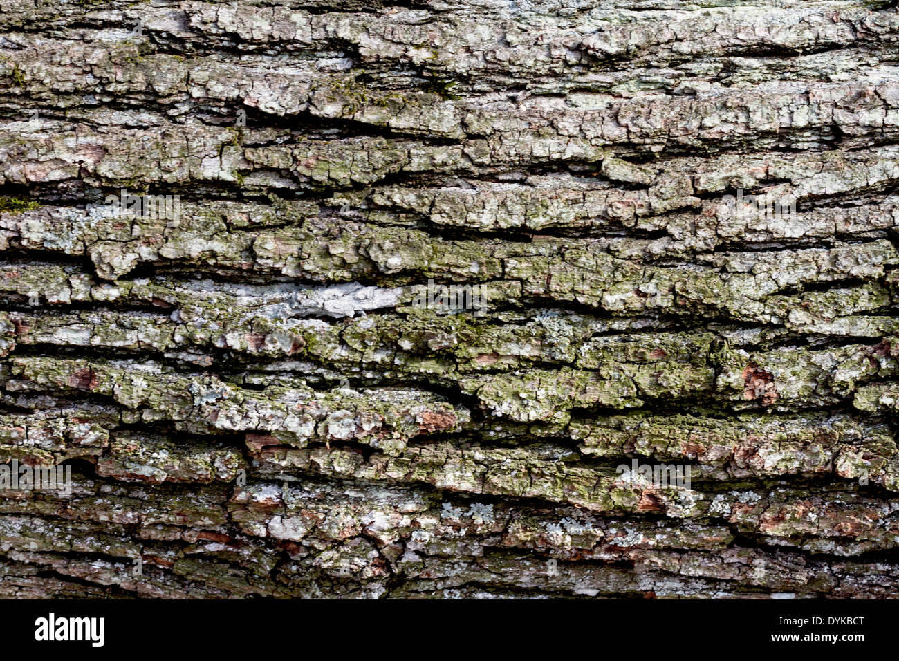 lose up of bark of old deciduous tree Stock Photo - Alamy