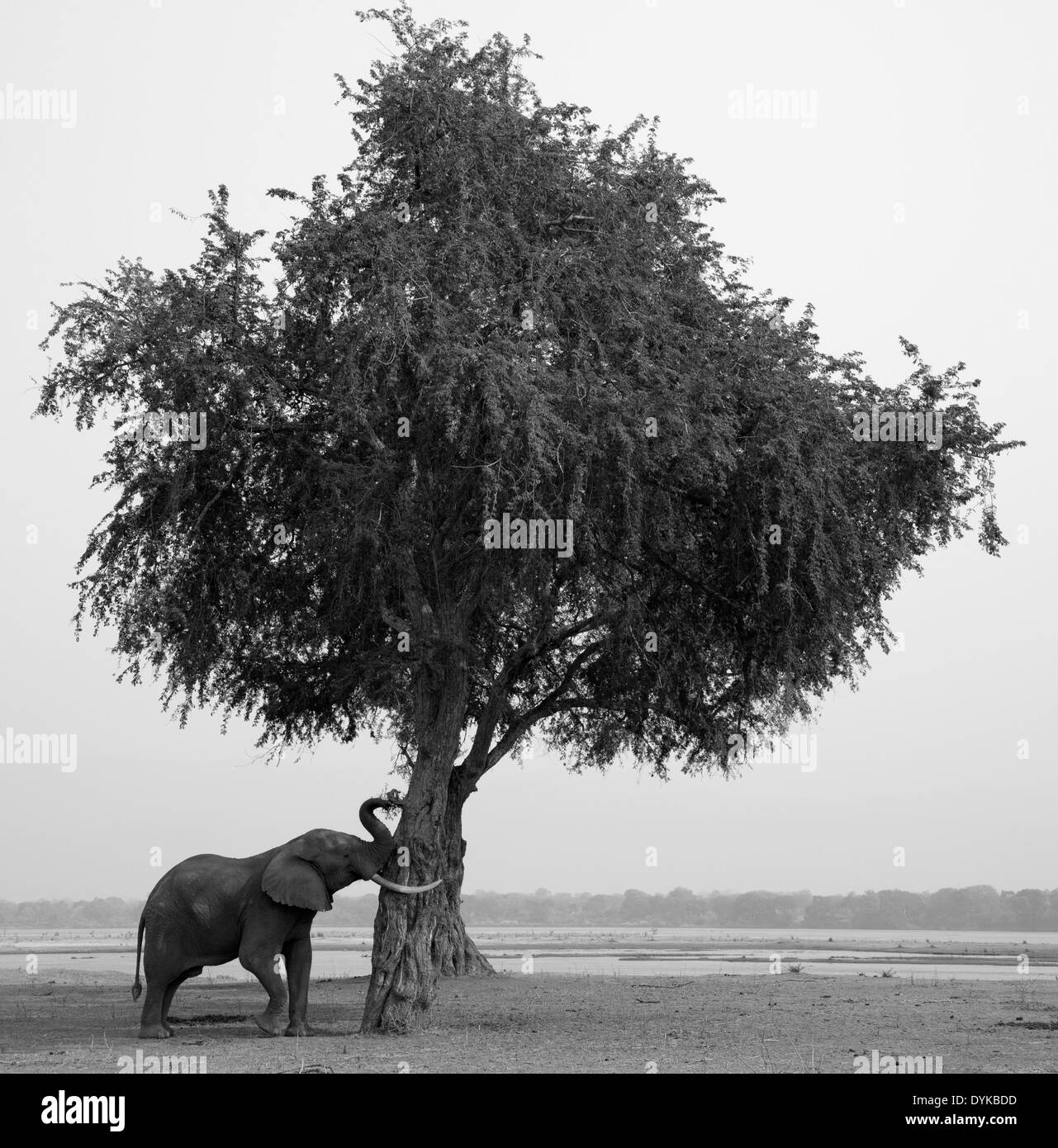 Bull elephant black and white hi-res stock photography and images - Alamy