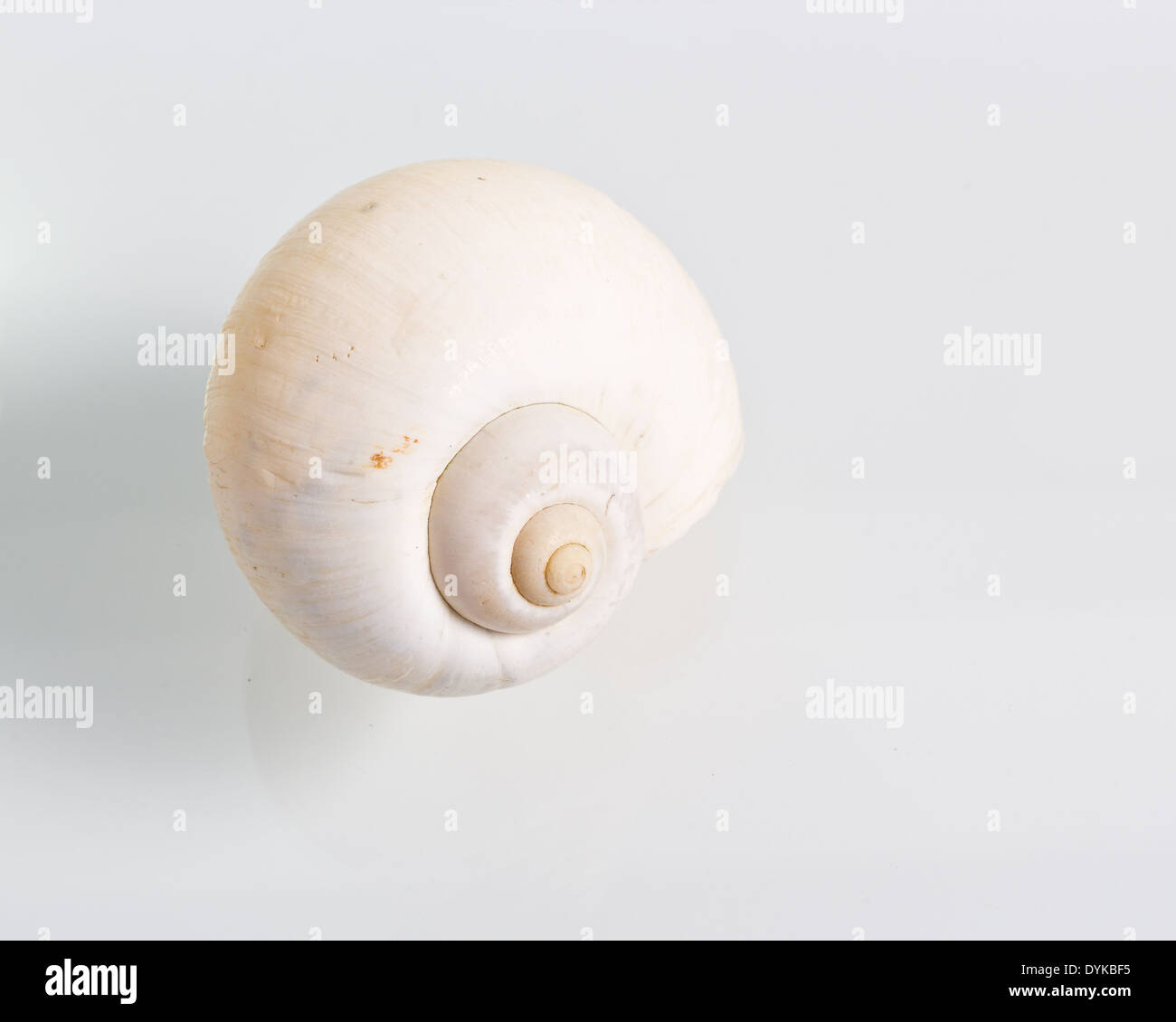 Single white seashell on isolated white background Stock Photo - Alamy