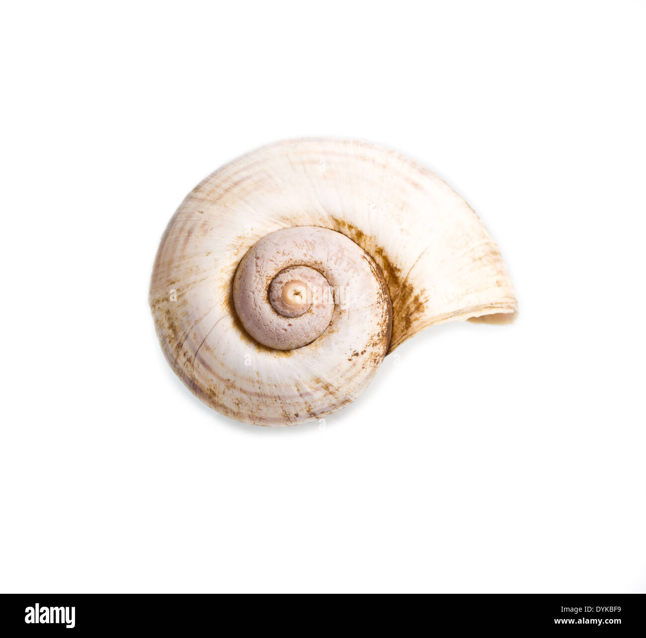 Single white seashell on isolated white background Stock Photo - Alamy
