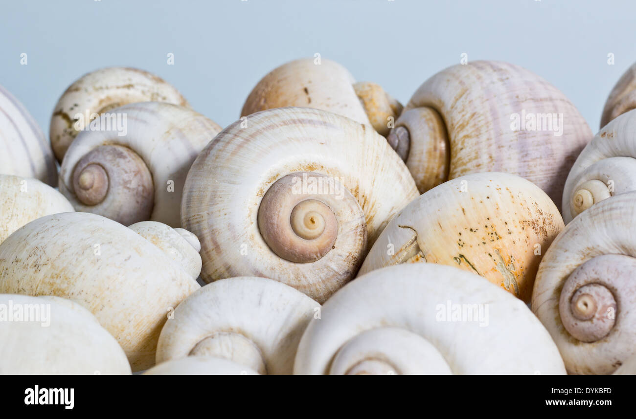 White seashells hi-res stock photography and images - Alamy