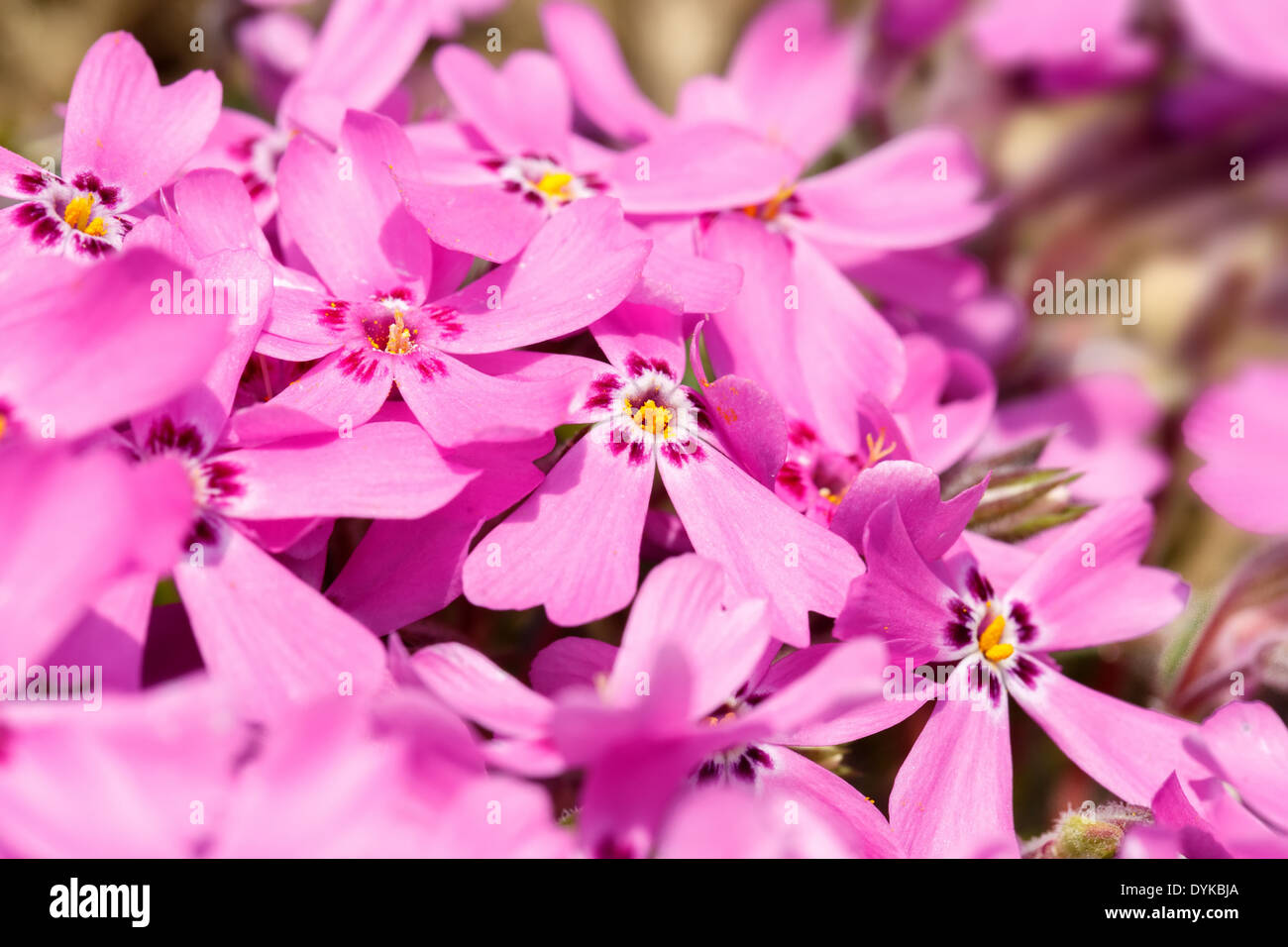 pink flowers for natural background in spring garden Stock Photo - Alamy
