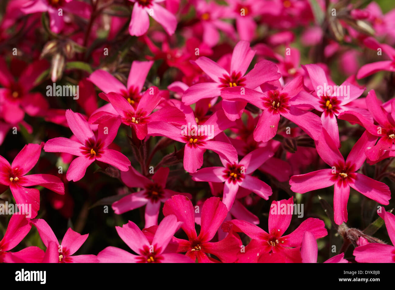spring pink flowers for natural background or backdrop Stock Photo - Alamy