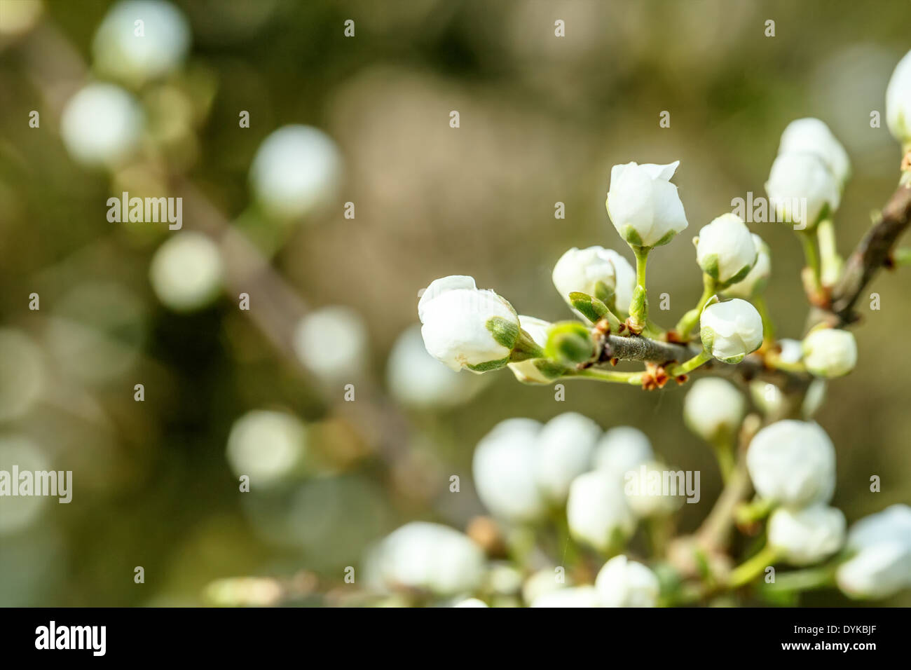 bud on Blossoming tree spring with very shallow focus background or ...
