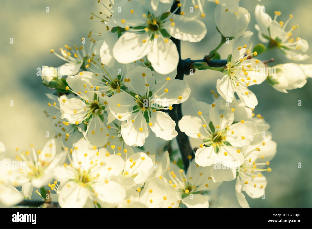 Blossoming tree spring with very shallow focus background or backdrop ...