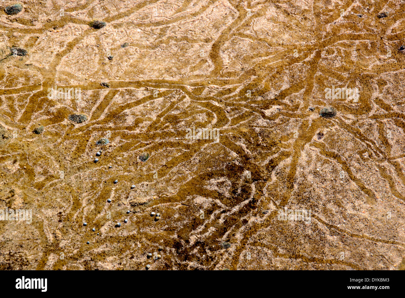 closeup underwater trails made by limpets in rock pool Stock Photo - Alamy