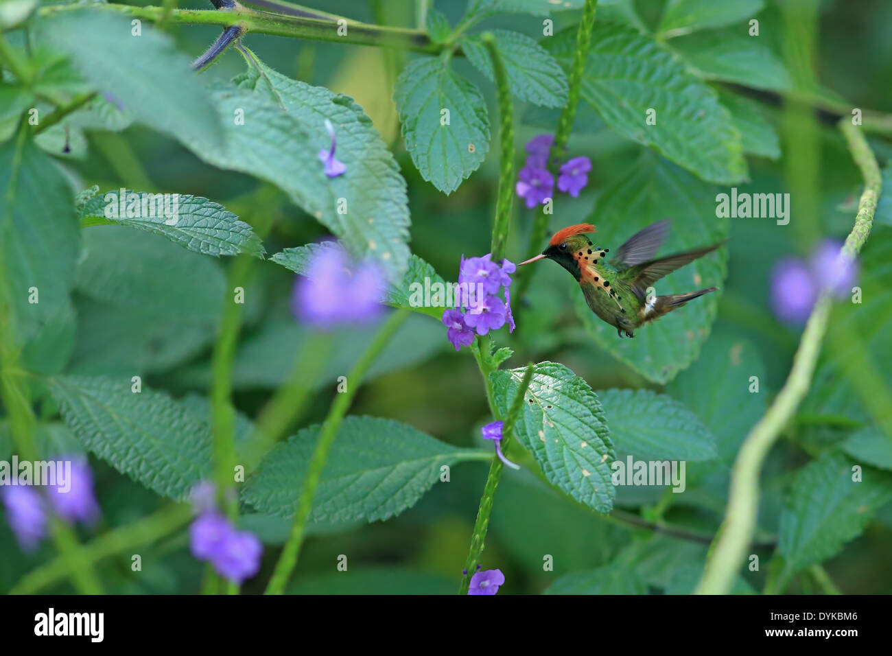 Tufted coquette hummingbird hi-res stock photography and images - Alamy