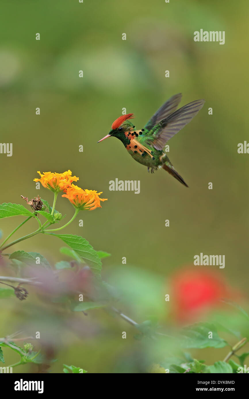 Tufted coquette hummingbird hi-res stock photography and images - Alamy