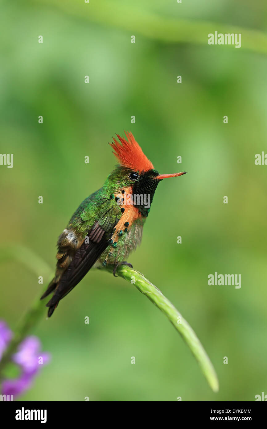Tufted coquette hummingbird hi-res stock photography and images - Alamy