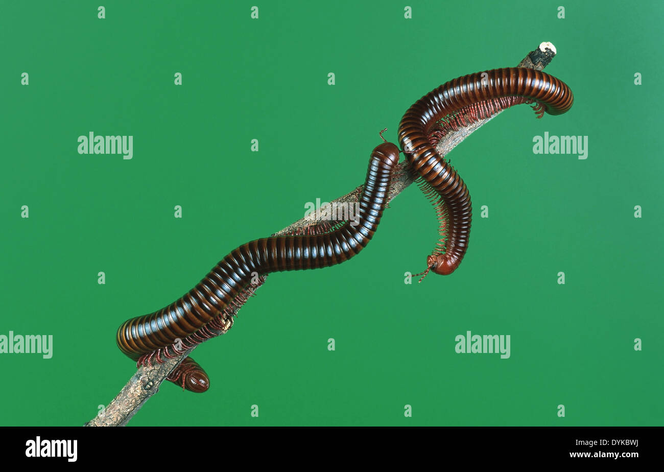 African centipede hi-res stock photography and images - Alamy