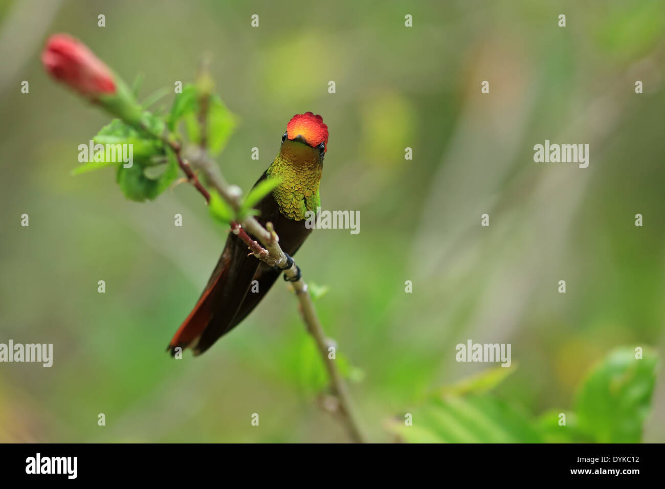Ruby topaz hummingbirds hi-res stock photography and images - Alamy