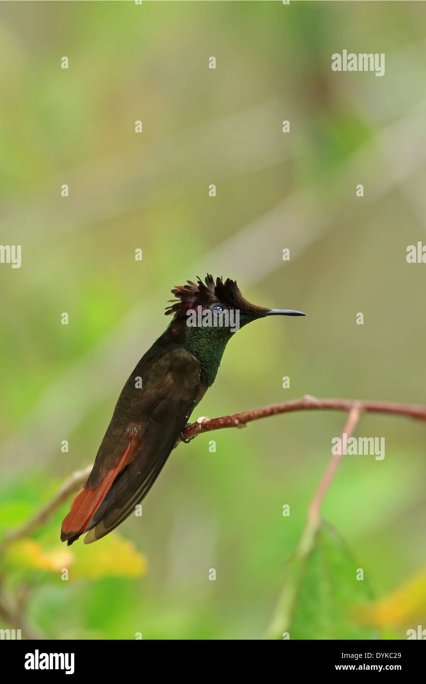 Ruby Topaz (Chrysolampis mosquitus Stock Photo - Alamy