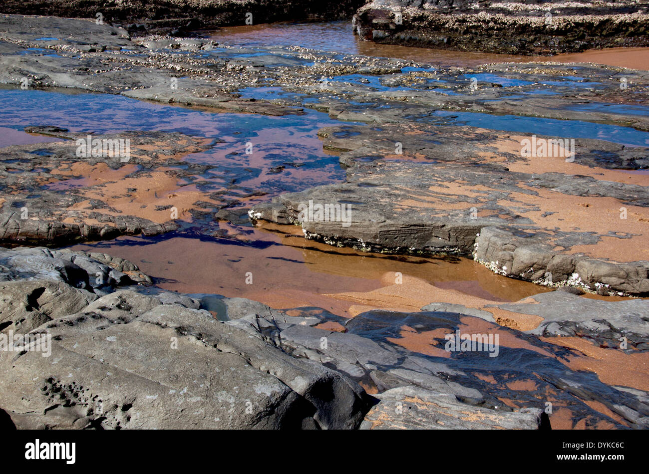 barnacle and limpet encrusted rocks at low tide Stock Photo - Alamy