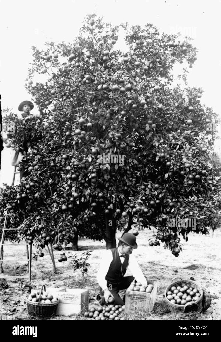This image shows workers packing oranges in Minnehaha Grove in Maitland ...