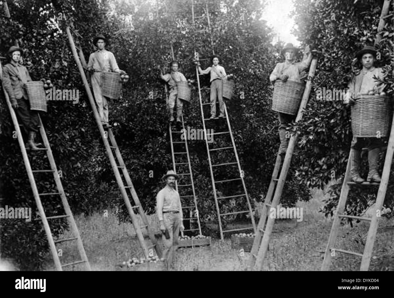 Orange pickers work in a grove in Florida, harvesting citrus fruits ...