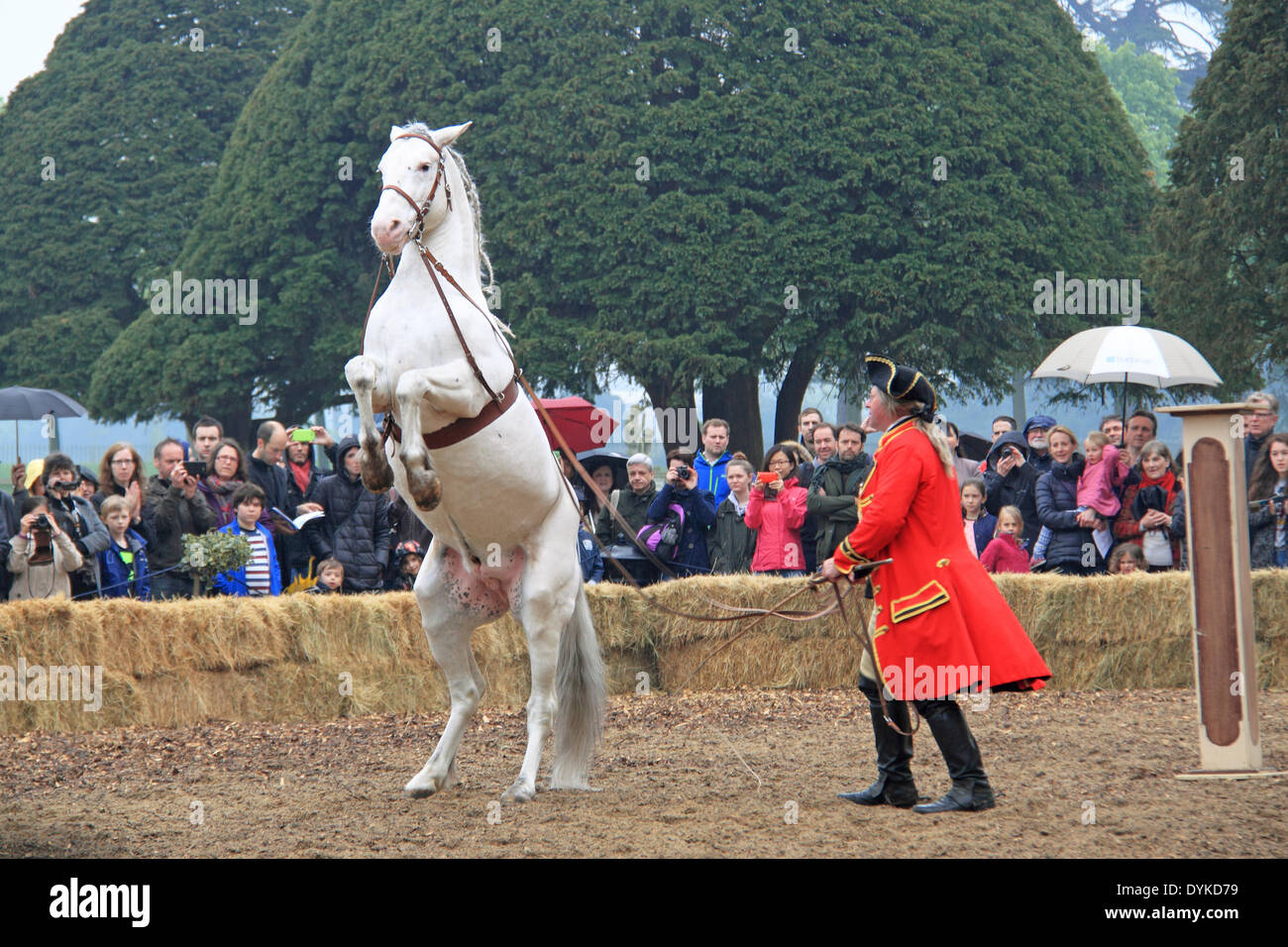 White horses of hanover hi-res stock photography and images - Alamy