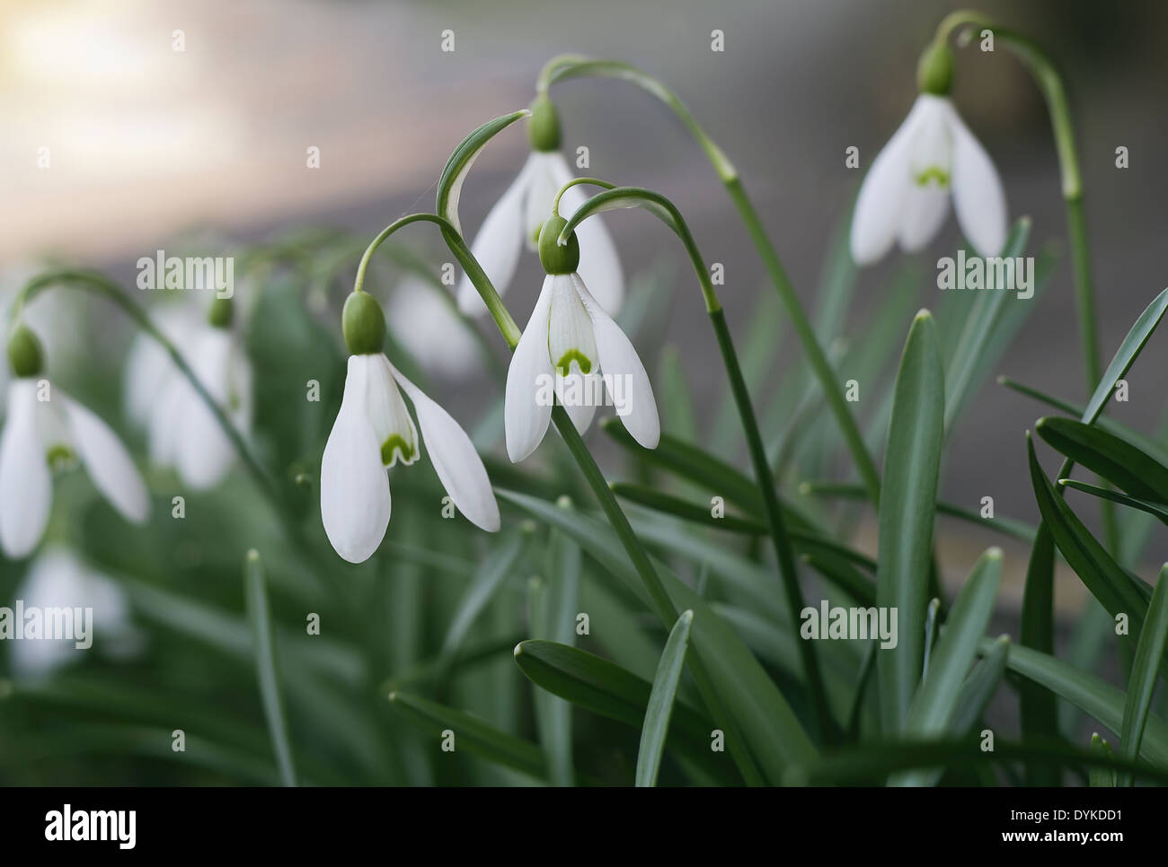 White flowers and buds of snowdrops among a green grass Stock Photo - Alamy