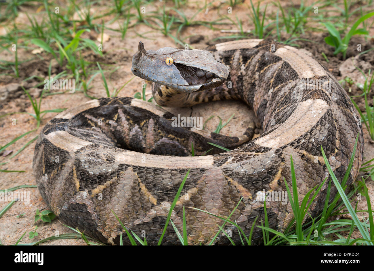 West African Gaboon viper (Bitis rhinoceros) on the ground, Ghana Stock ...