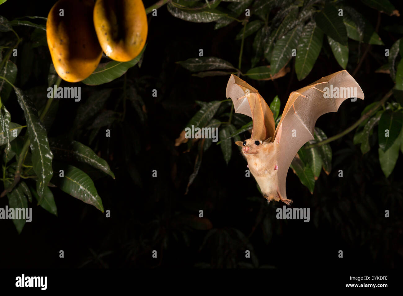African mango hi-res stock photography and images - Alamy