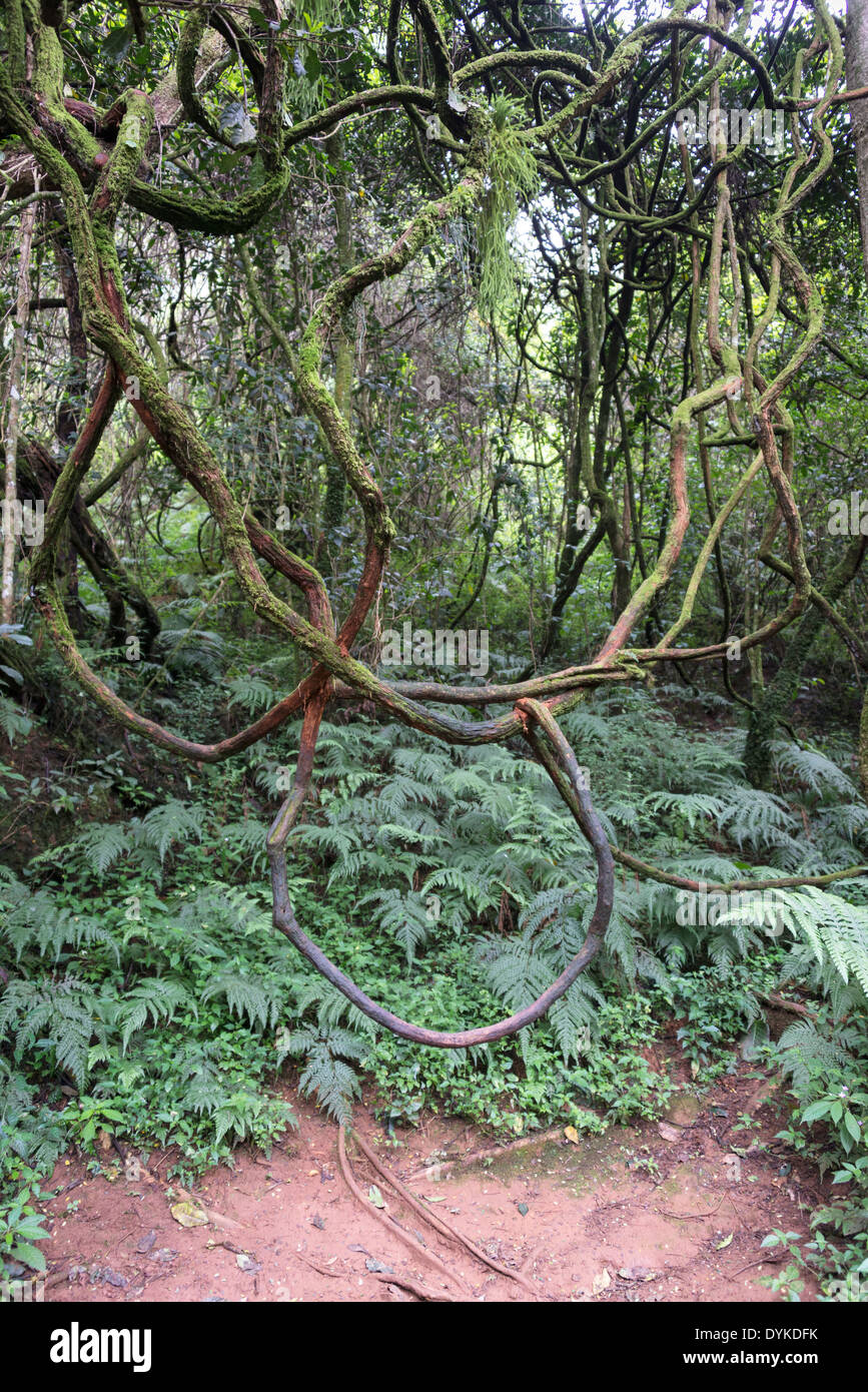 crooked branches in africa forest near sabie Stock Photo - Alamy
