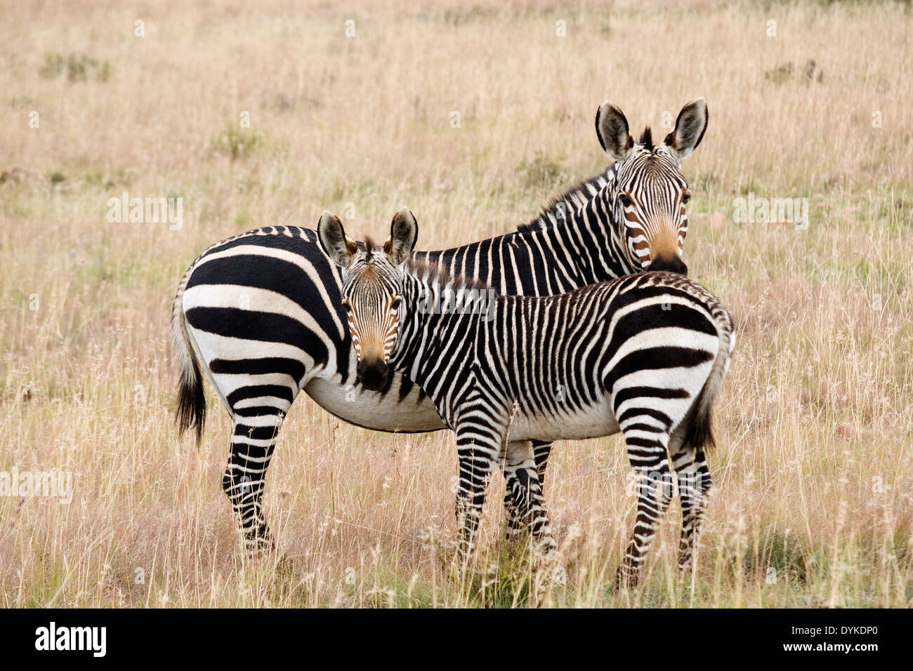 calf and mother symmetry Cape mountain zebra in their nature ...