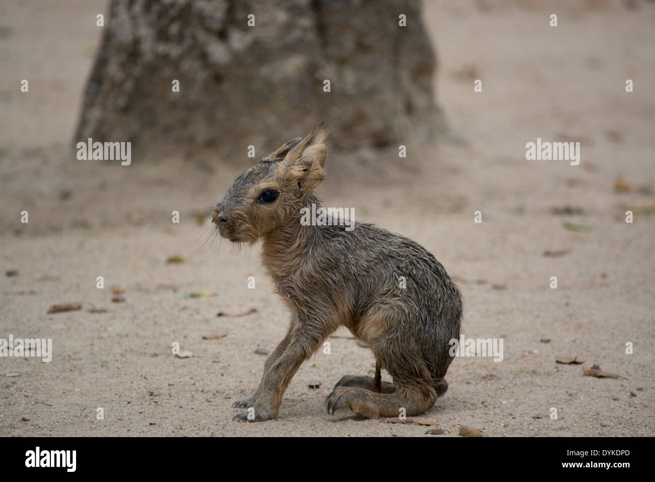 Baby hare hi-res stock photography and images - Alamy