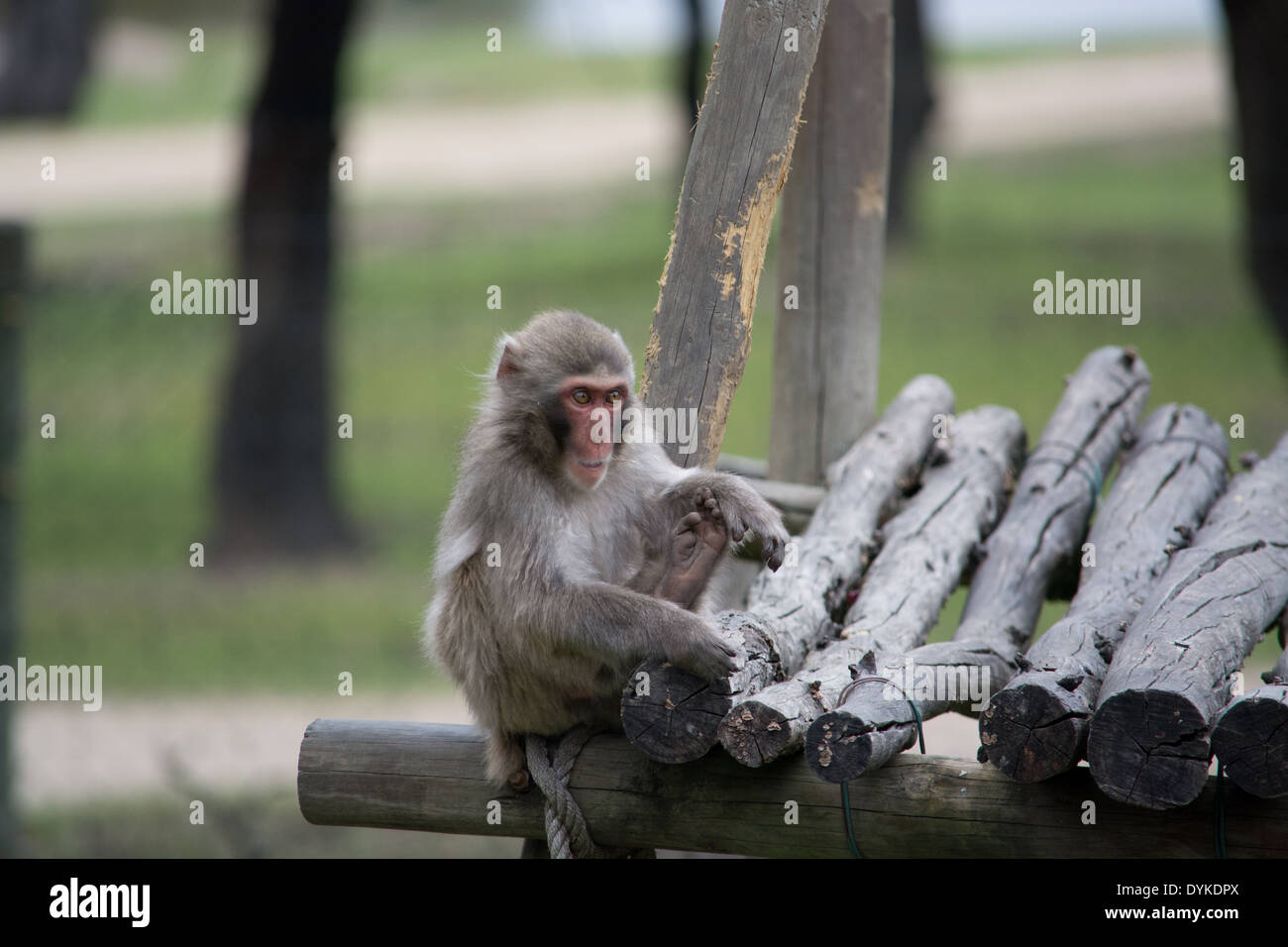 monkey sitting down Stock Photo - Alamy