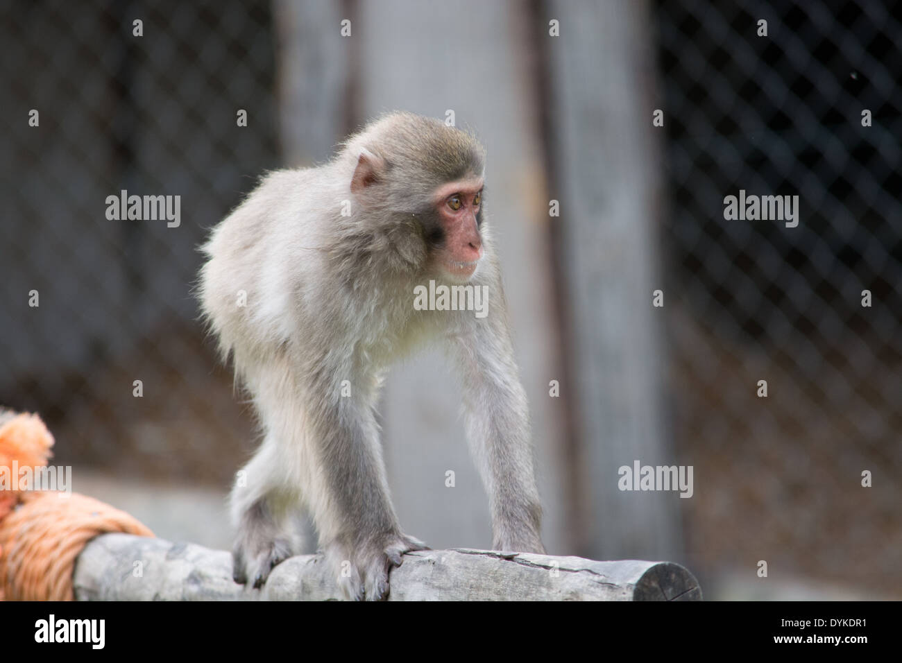 Monkey walking hi-res stock photography and images - Alamy