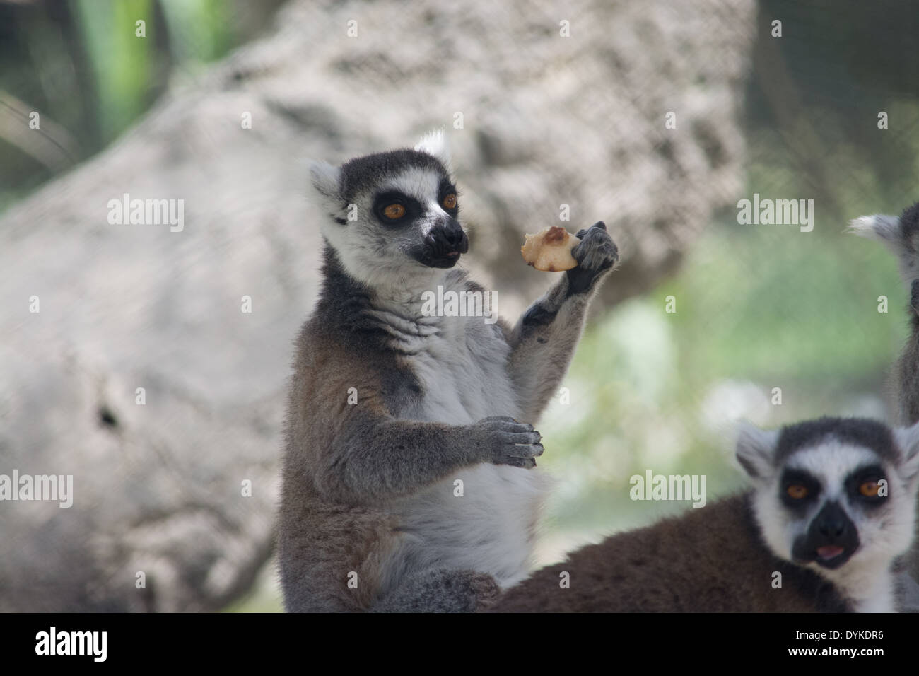 a lemur holding food Stock Photo - Alamy