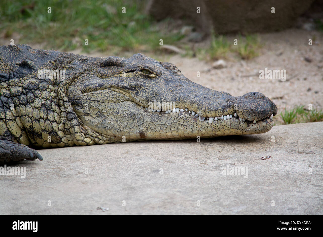 a close up of a crocodiles head Stock Photo - Alamy