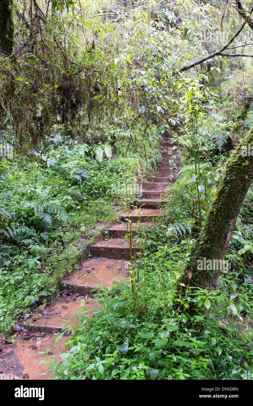 Concrete stairs in jungle hi-res stock photography and images - Alamy